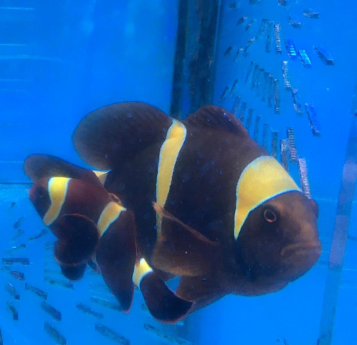 Gold Stripe Maroon Pair