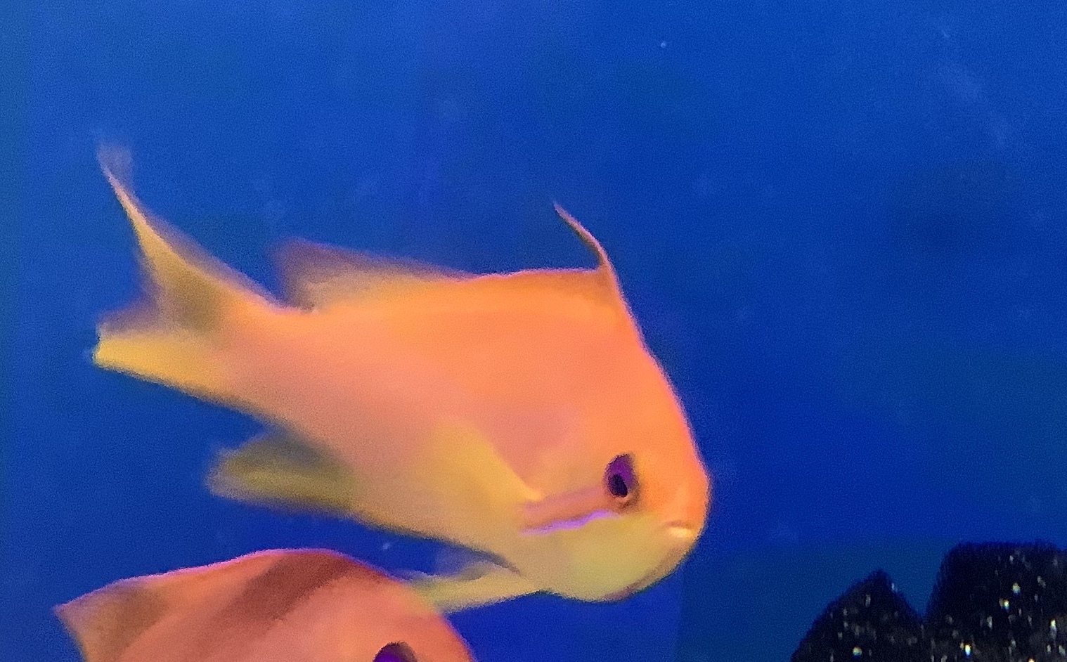 Lyretail Anthia Male