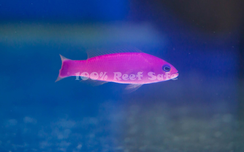 Fully QT’d Strawberry Dottyback